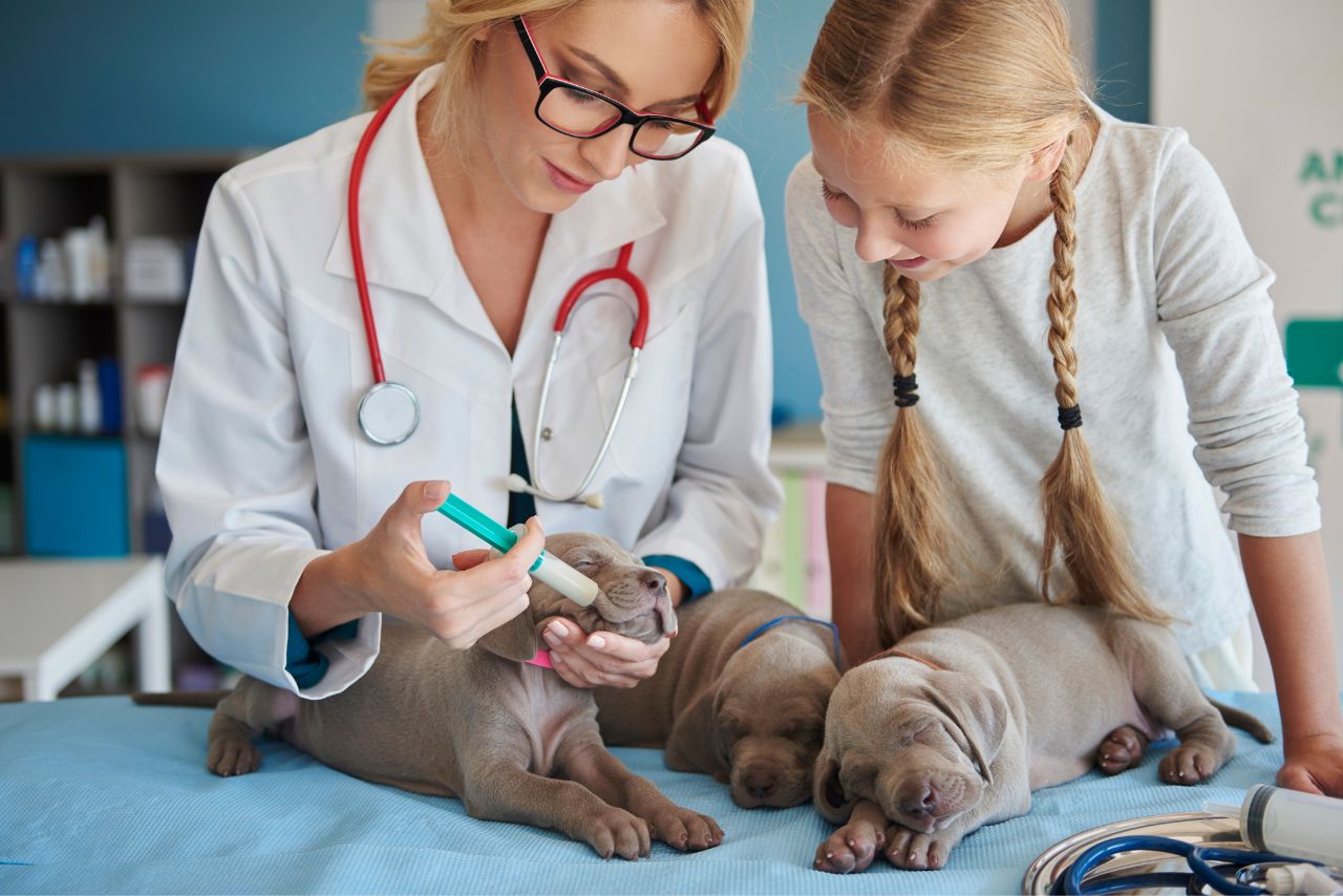 Pet Needs a Vet : How to Know When It’s Time to Visit the Vet
